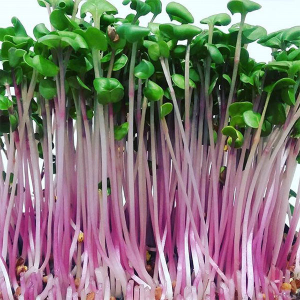 Radish China Rose Microgreens Seeds | Quality Seeds from Sow Seeds Ltd