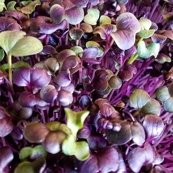 Radish Sango Microgreens Seeds | Quality Seeds from Sow Seeds Ltd