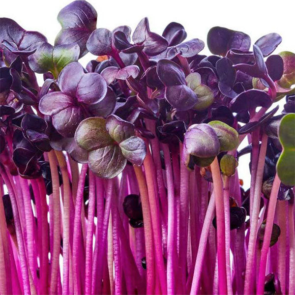 Radish Sango Microgreens Seeds | Quality Seeds from Sow Seeds Ltd