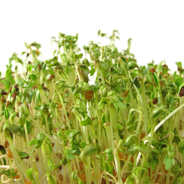 Red Clover Microgreens Seeds | Quality Seeds from Sow Seeds Ltd