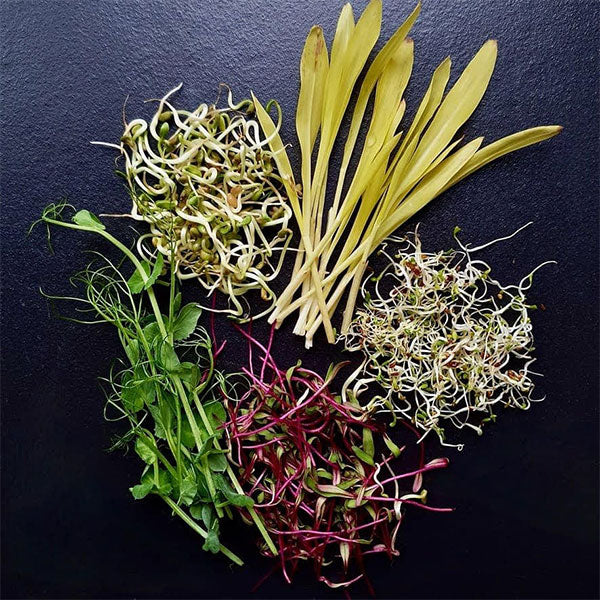 Salad/Spring Onion Microgreens Sprouting Seeds | Quality Seeds from Sow ...