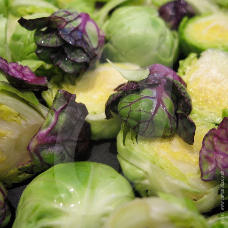 Brussels Sprout Red Ball Seeds | Quality Seeds from Sow Seeds Ltd