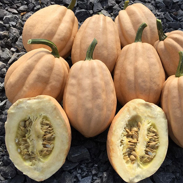 Squash Baked Potato Seeds | Quality Seeds from Sow Seeds Ltd