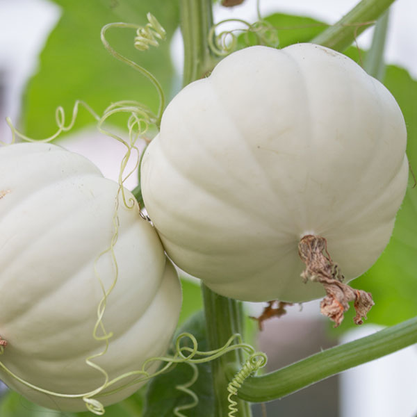 Squash F1 Casperita Seeds | Quality Seeds from Sow Seeds Ltd