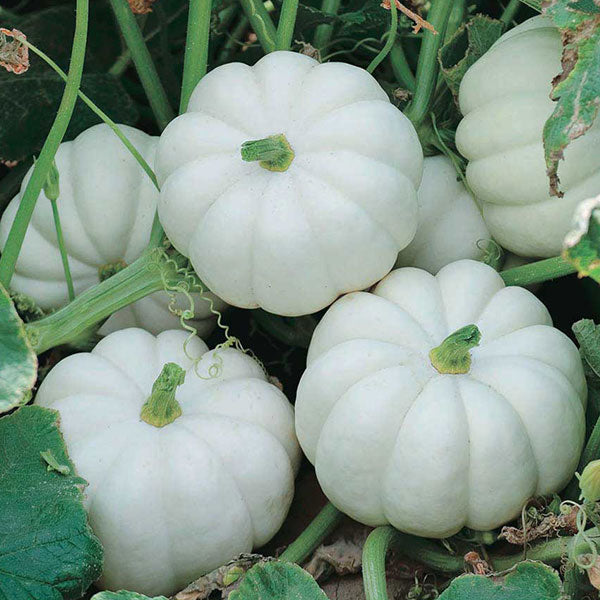 Squash F1 Casperita Seeds | Quality Seeds from Sow Seeds Ltd