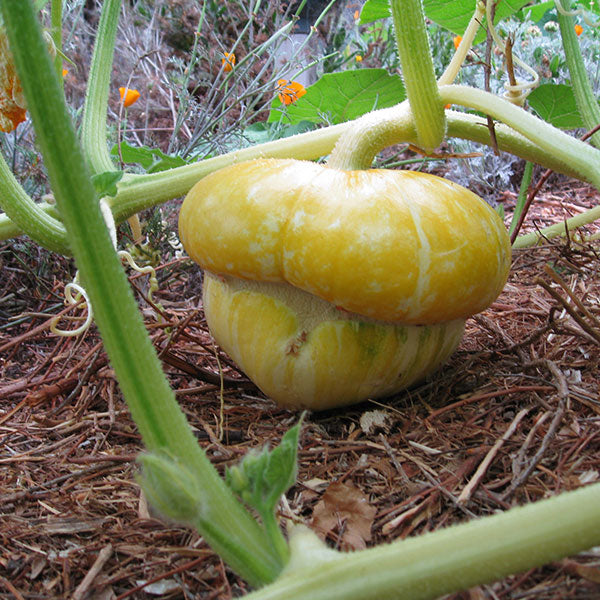 Squash Turks Turban (Winter) Seeds | Quality Seeds from Sow Seeds Ltd