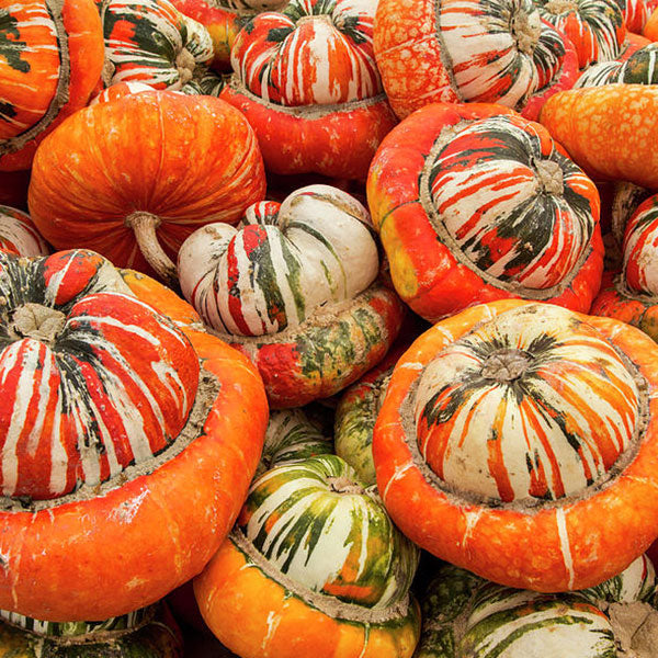 Squash Turks Turban (Winter) Seeds | Quality Seeds from Sow Seeds Ltd