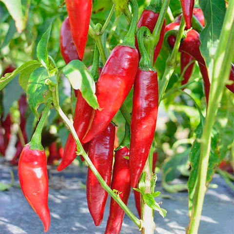 Sow Seeds: The Finest Vegetable, Chilli, Green Manure and Herb Seeds