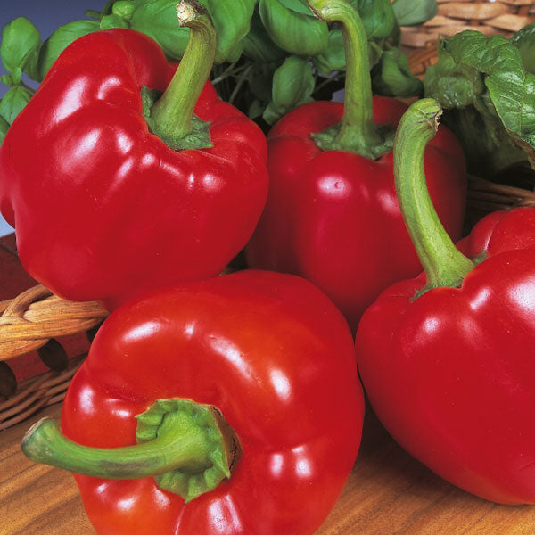 Sweet Pepper Red King F1 Seeds | Quality Seeds from Sow Seeds Ltd