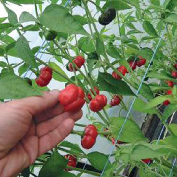 Chilli Pepper Sweet Pumpkin Seeds | Quality Seeds from Sow Seeds Ltd