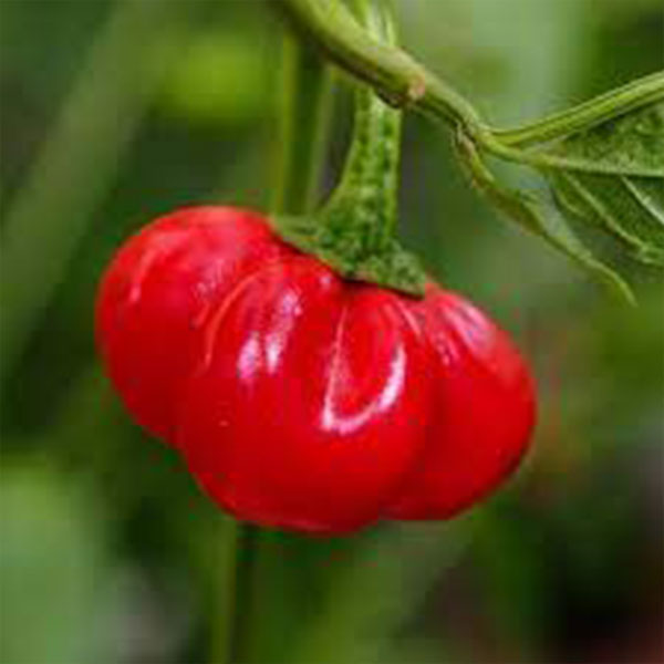 Chilli Pepper Sweet Pumpkin Seeds | Quality Seeds from Sow Seeds Ltd