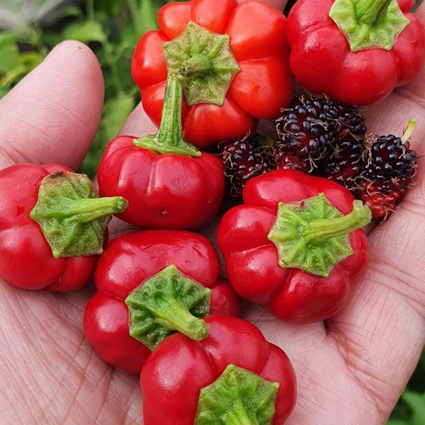 Chilli Pepper Sweet Pumpkin Seeds | Quality Seeds from Sow Seeds Ltd