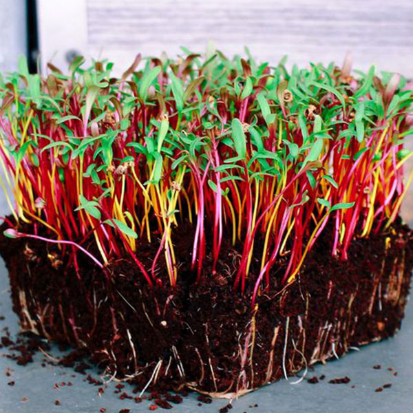 Swiss Chard Bright Lights Microgreens Seeds | Quality Seeds from Sow ...