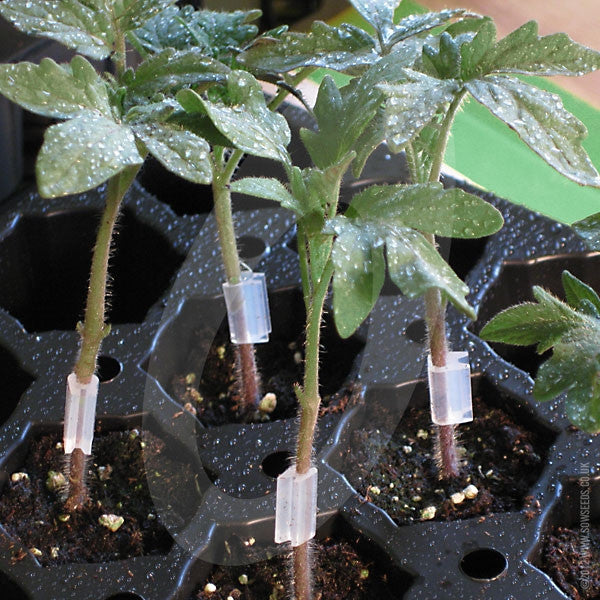 Tomato Submarine F1 Rootstock Seeds | Quality Seeds from Sow Seeds Ltd