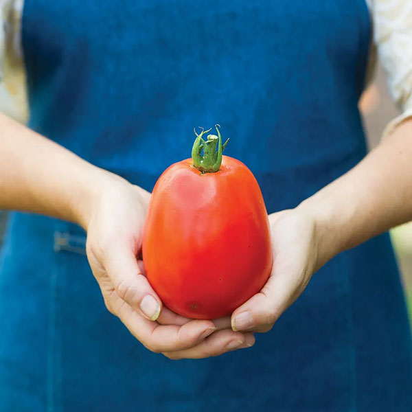 Tomato Burpee's Super Sauce F1 Seeds | Quality Seeds from Sow Seeds Ltd