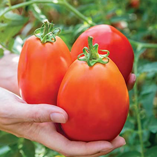 Tomato Burpee's Super Sauce F1 Seeds | Quality Seeds from Sow Seeds Ltd