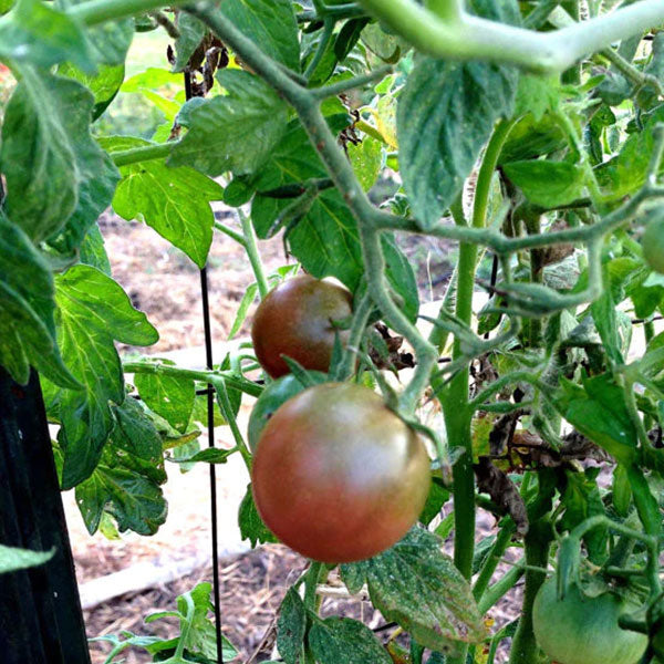 Tomato Cherokee Purple Seeds | Quality Seeds from Sow Seeds Ltd