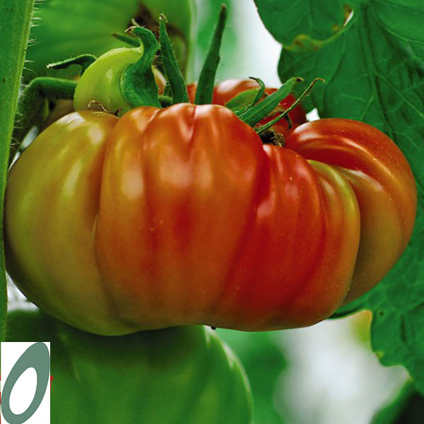 Tomato Gigantomo F1 (AGM) Seeds | Quality Seeds from Sow Seeds Ltd