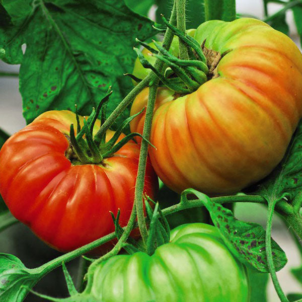 Tomato Gigantomo F1 (AGM) Seeds | Quality Seeds from Sow Seeds Ltd