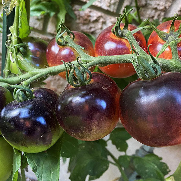 Tomato Indigo Apple Seeds | Quality Seeds from Sow Seeds Ltd