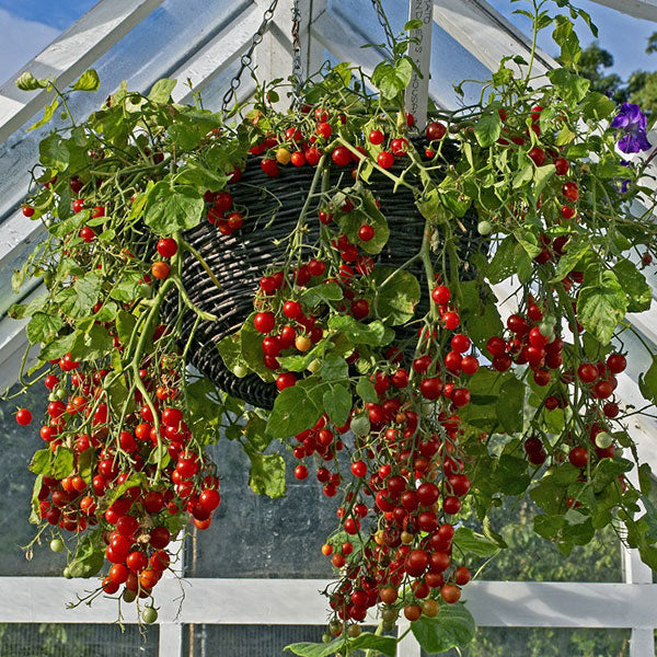 Tomato Micro Cherry Seeds | Quality Seeds from Sow Seeds Ltd