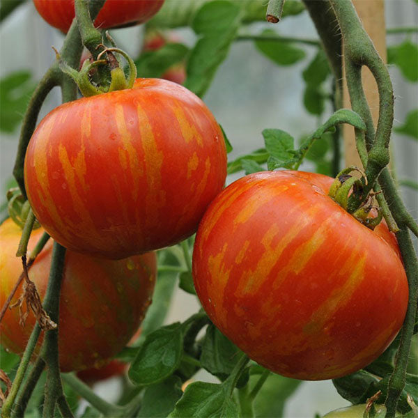 Tomato Tigerella AGM Seeds | Quality Seeds from Sow Seeds Ltd