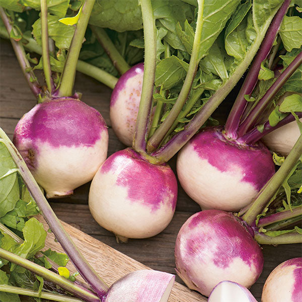 Turnip Purple Top Milan Seeds | Quality Seeds from Sow Seeds Ltd