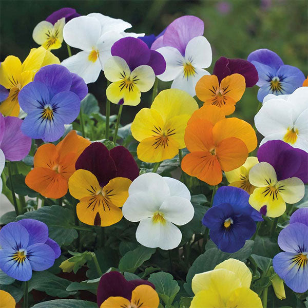 Viola Crown Blended Mix Seeds | Quality Seeds from Sow Seeds Ltd