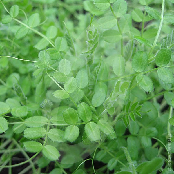 Green Manure Winter Tares (Vetch) Seeds | Quality Seeds from Sow Seeds Ltd