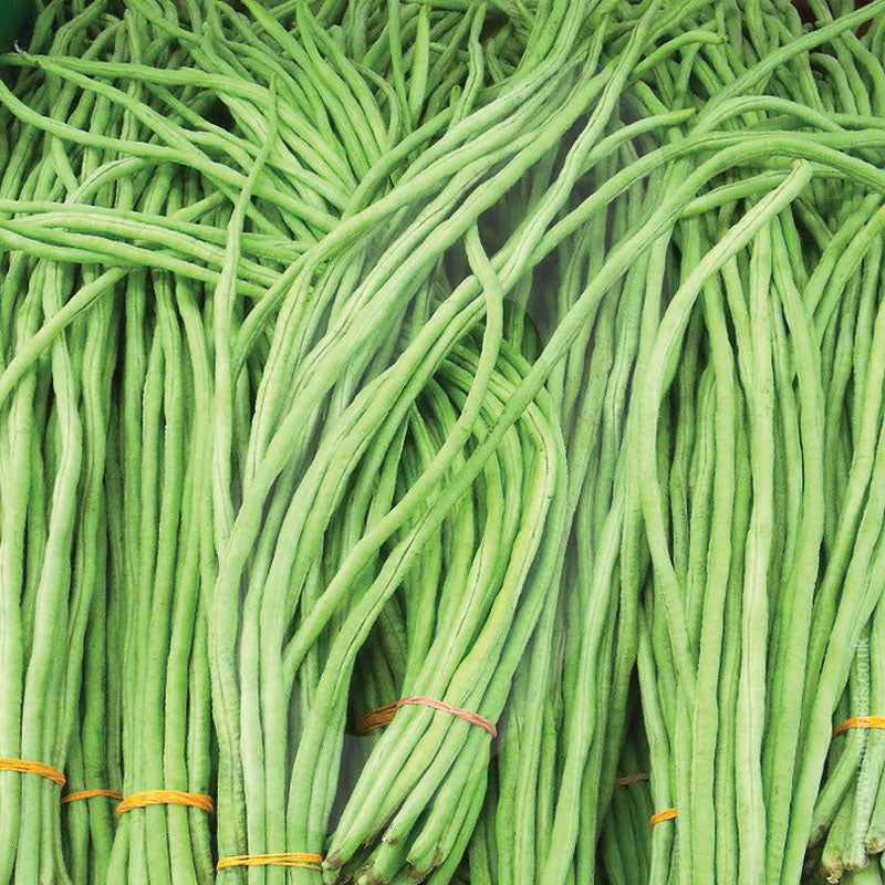 Yard Long Bean Seeds | Quality Seeds from Sow Seeds Ltd