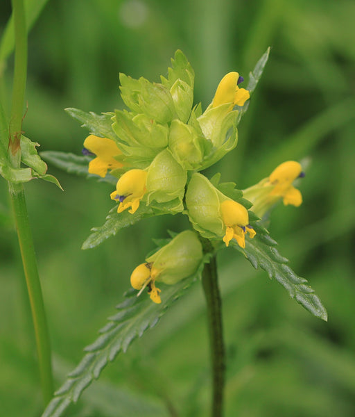 Yellow Rattle Seeds | Bulk Buy Available | Quick Delivery | Quality ...
